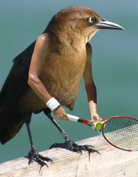 Wilde About Birds: Good Question 30 - You Cannot Be Serious!