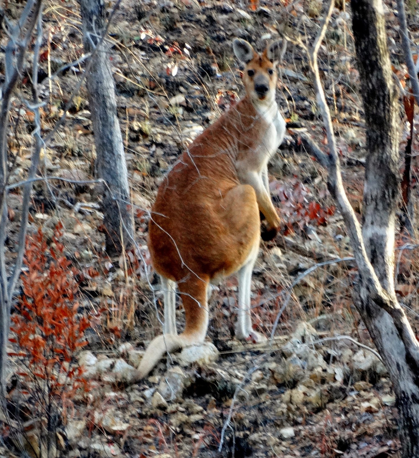 sunshinecoastbirds: Around Oz Part 5 - Nitmiluk National Park:Katherine ...