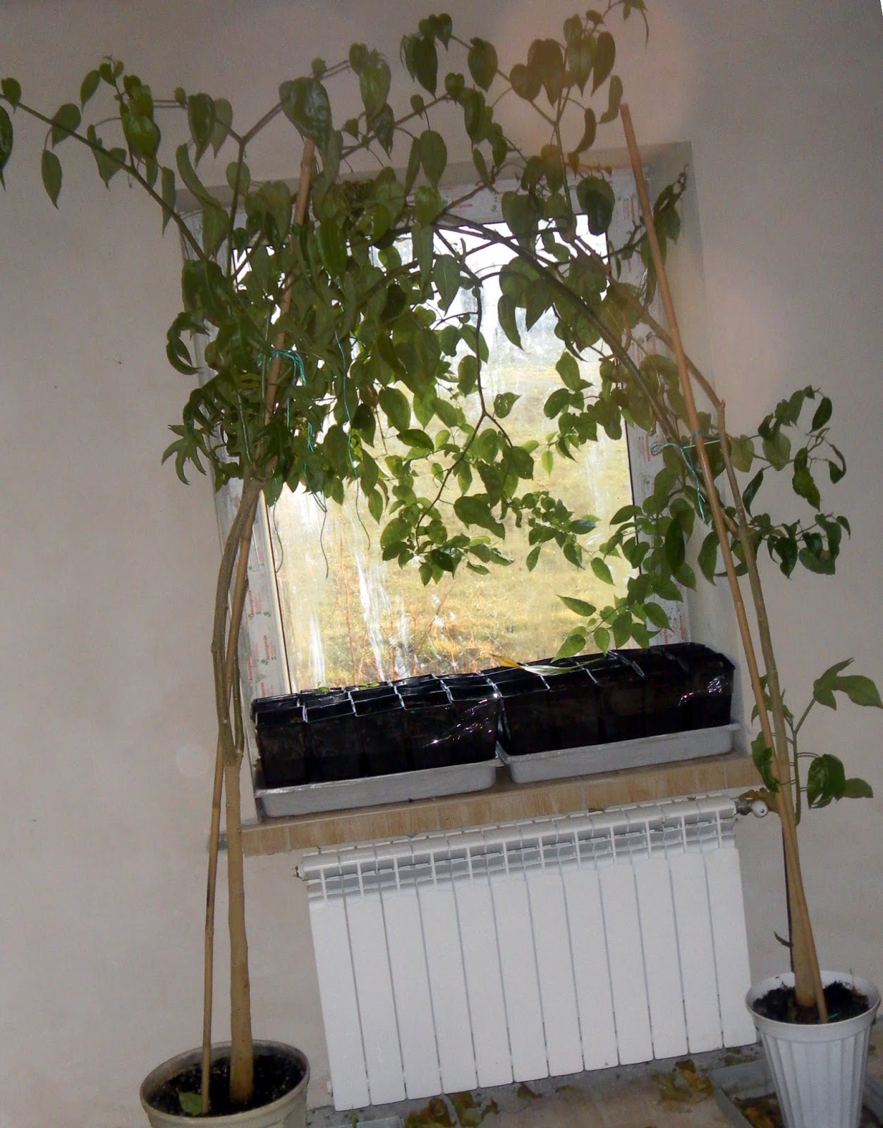 Scirpidiella's Plants: Hardy Tamarillos (Cyphomandra sp.div.)