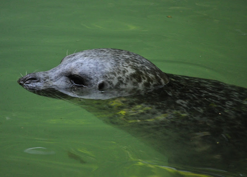 ZOOTOGRAFIANDO (6.100 ANIMALS): FOCA COMÚN O MOTEADA / HARBOUR SEAL ...