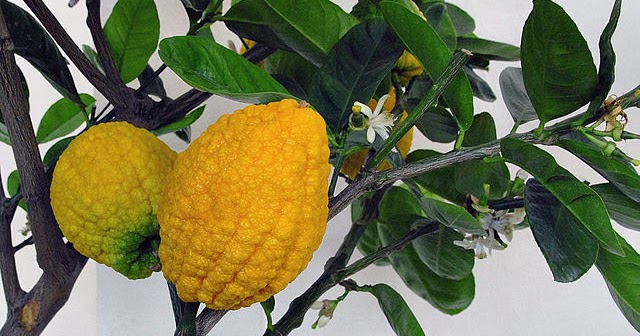 THE CITRON - Citrus medica |The Garden of Eaden