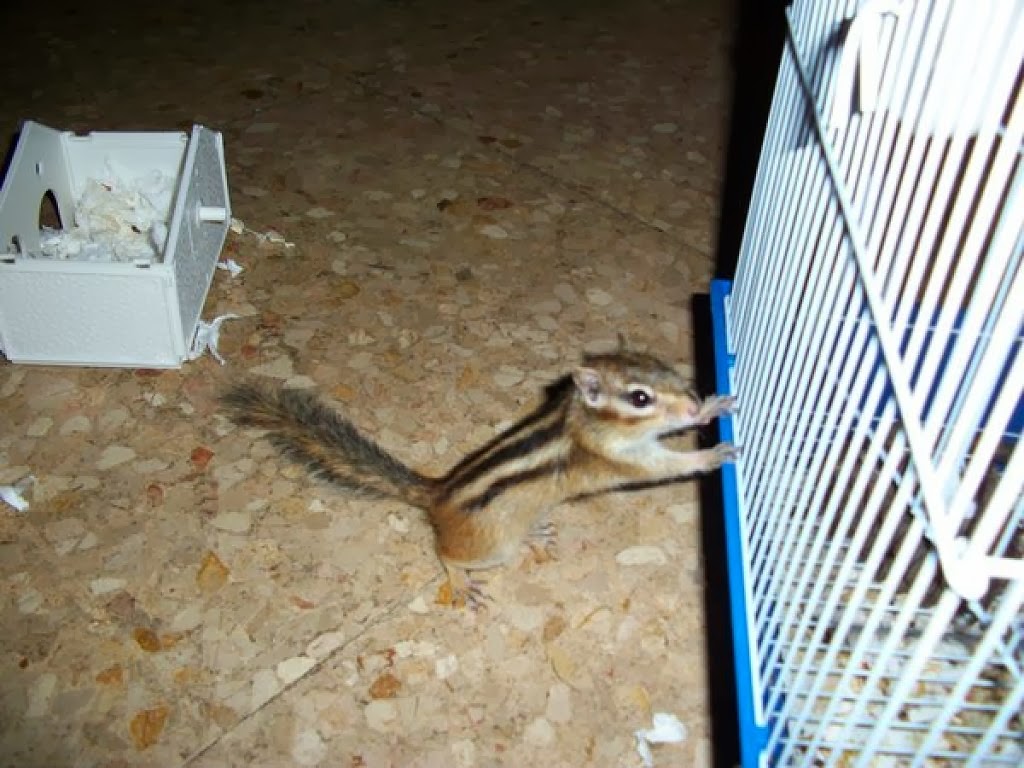 Cães e gatos e animais de estimação: Alimentando o nosso esquilo coreano