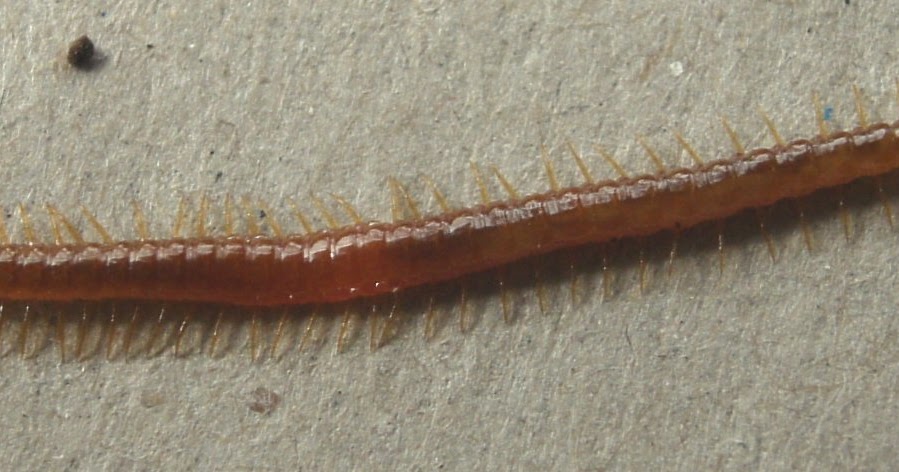 Un pequeño vistazo a los ciempiés! : Clase Chilopoda: Características ...