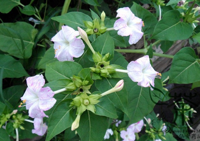 හෙන්දිරික්කා [Hendirikka] (Mirabilis jalapa) ~ අපේ ඔසුපැළ Medicinal ...