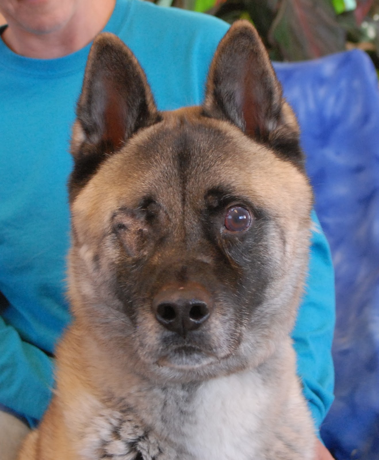 Oso, a rescued Akita debuting for adoption.