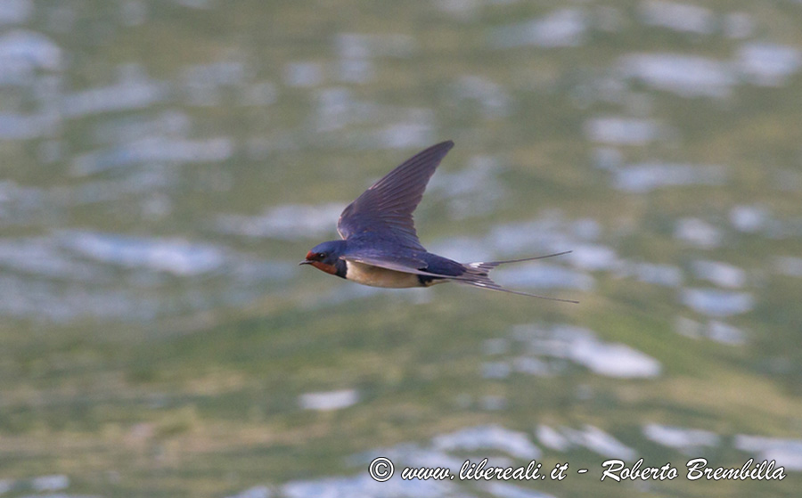 libereali: Il rondone.. ma pallido