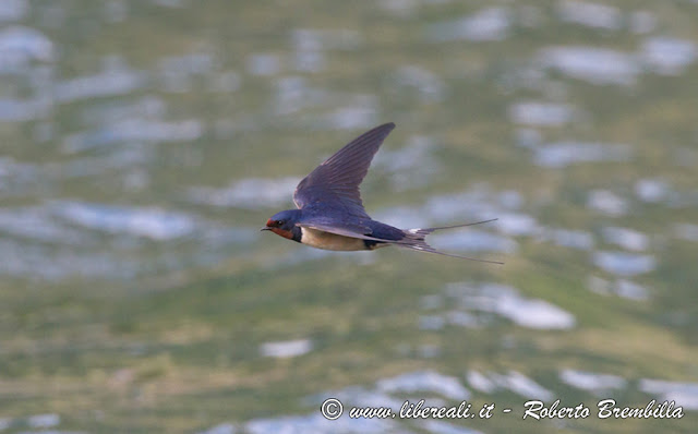 libereali: Il rondone.. ma pallido