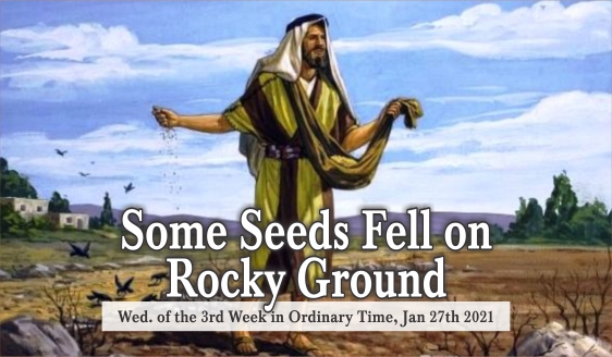 Today s Mass Some Seeds Fell On Rocky Ground today-s-mass-some-seeds-fell-on-rocky-ground