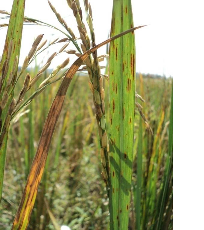 BP3K KECAMATAN KARANGNUNGGAL: PENYAKIT BLAS (Pyricularia Oryzae Cav ...