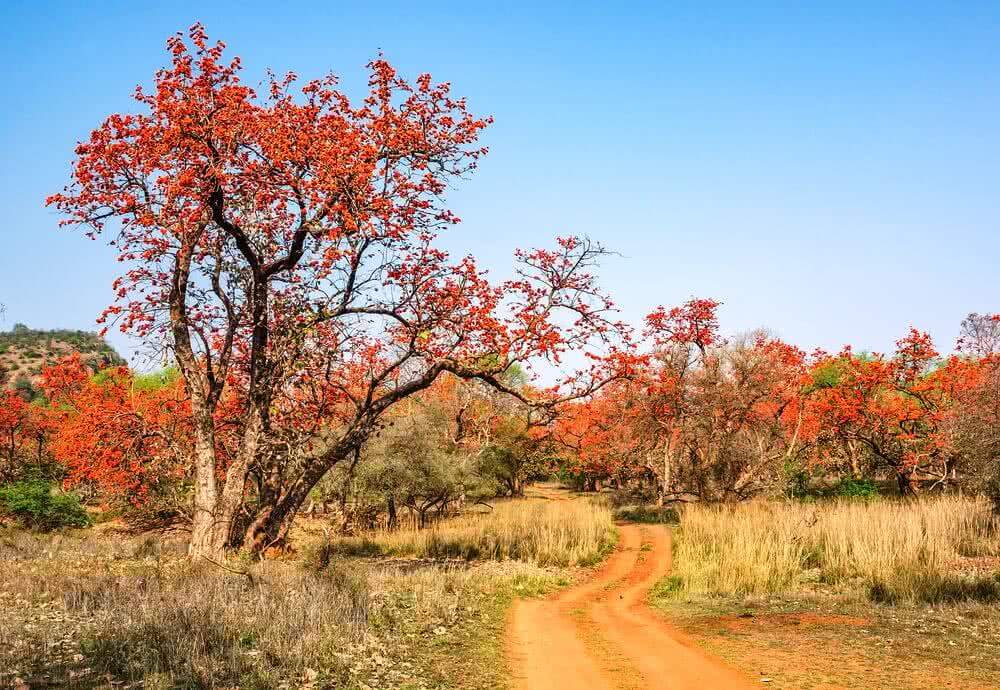 Top 10 flowering trees of India | All In One ALP