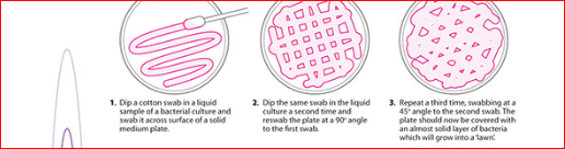 Novobiocin Susceptibility Test
