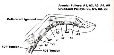 Physio Health: Finger and Hand Anatomy, and Grip