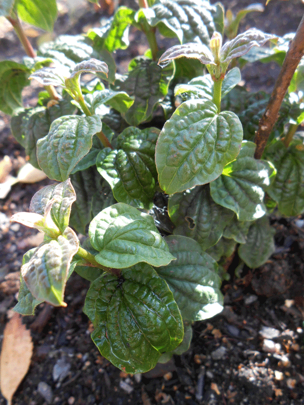 My rented garden: Cornus sanguinea 'Compressa', dvärg skogskornell