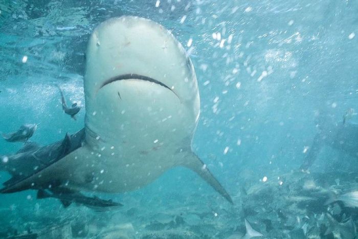 Fotos del "Tiburón Toro" (26 Fotos)