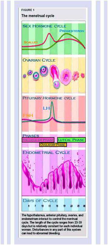Proses Fisiologi Haid Siklus Menstruasi Wanita | Cara Membuat Resep Cantik