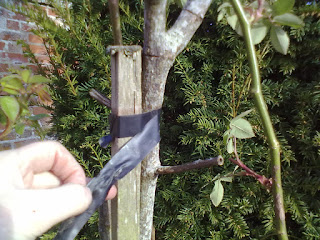 Rachel the Gardener: Tree Ties and How To Fit Them Correctly