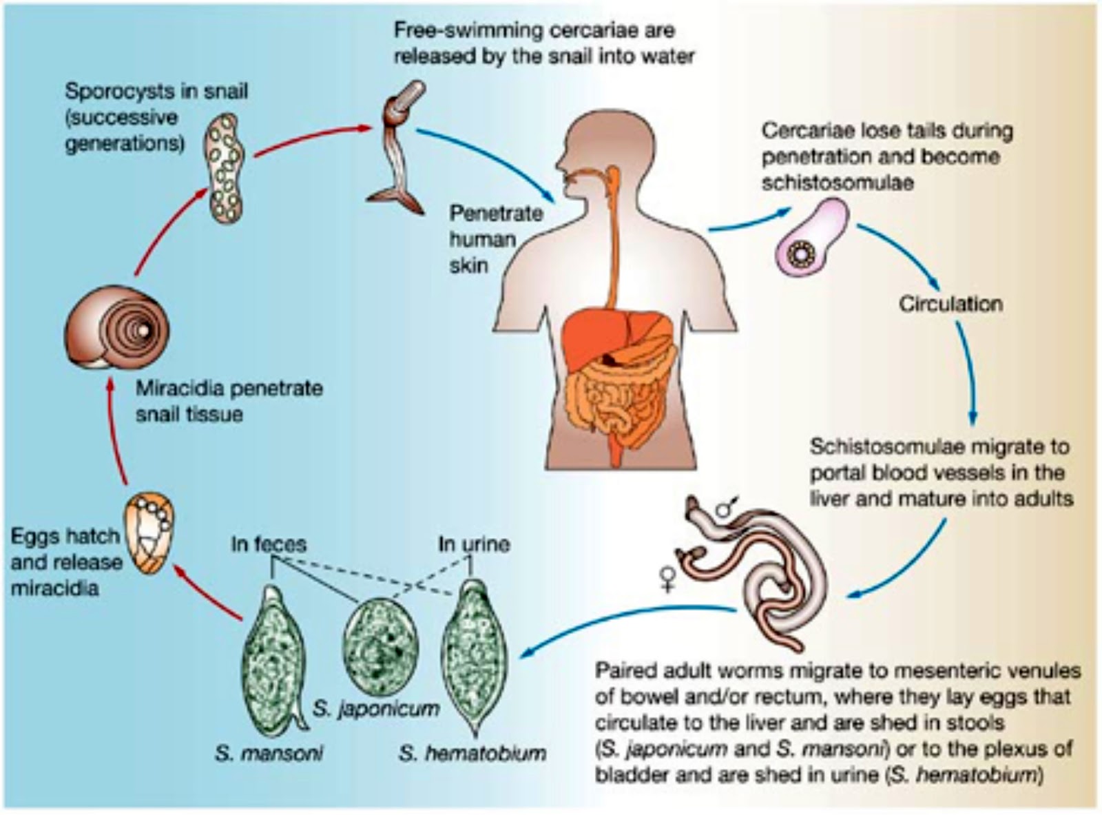 Rama Microbiology: Trematodes