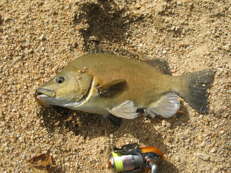 Alchemy Fishing: Sweet Water - Jungle Perch et al