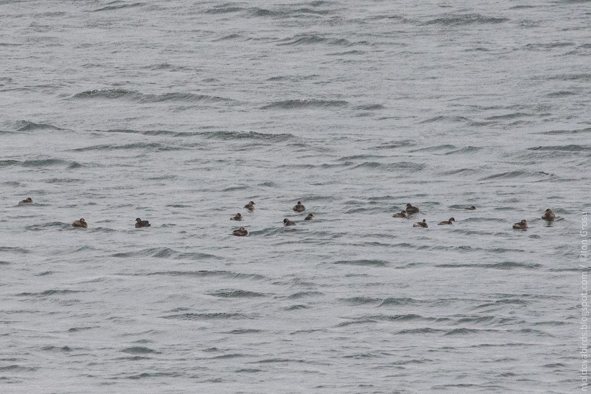 Păsări din Moldova: decembrie 2016