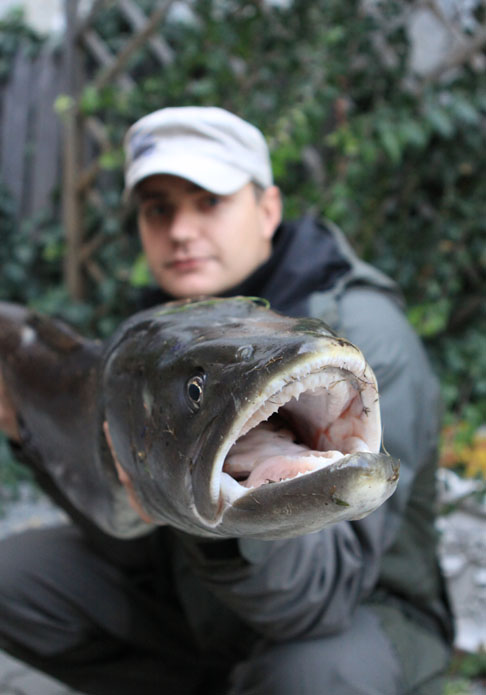 Rybársky blog - Novinky, Rybarske potreby : Obrovská hlavátka, žiaľ ...