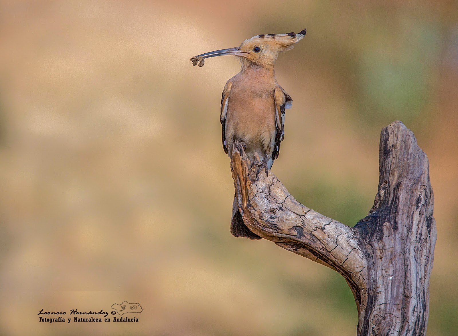 FOTOGRAFÍA Y NATURALEZA EN ANDALUCÍA: AVES-ABUBILLA (Upupa epops)