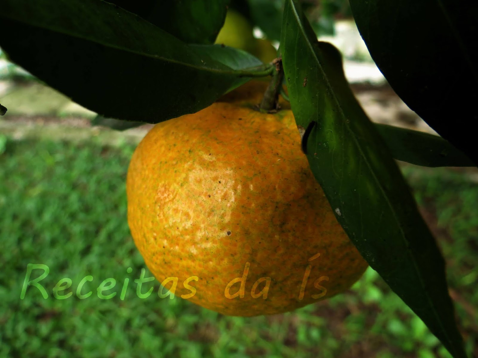 Receitas da Ís: Saboroso E Fofinho, BOLO DE MEXERICA DO RIO....{Bolos ...