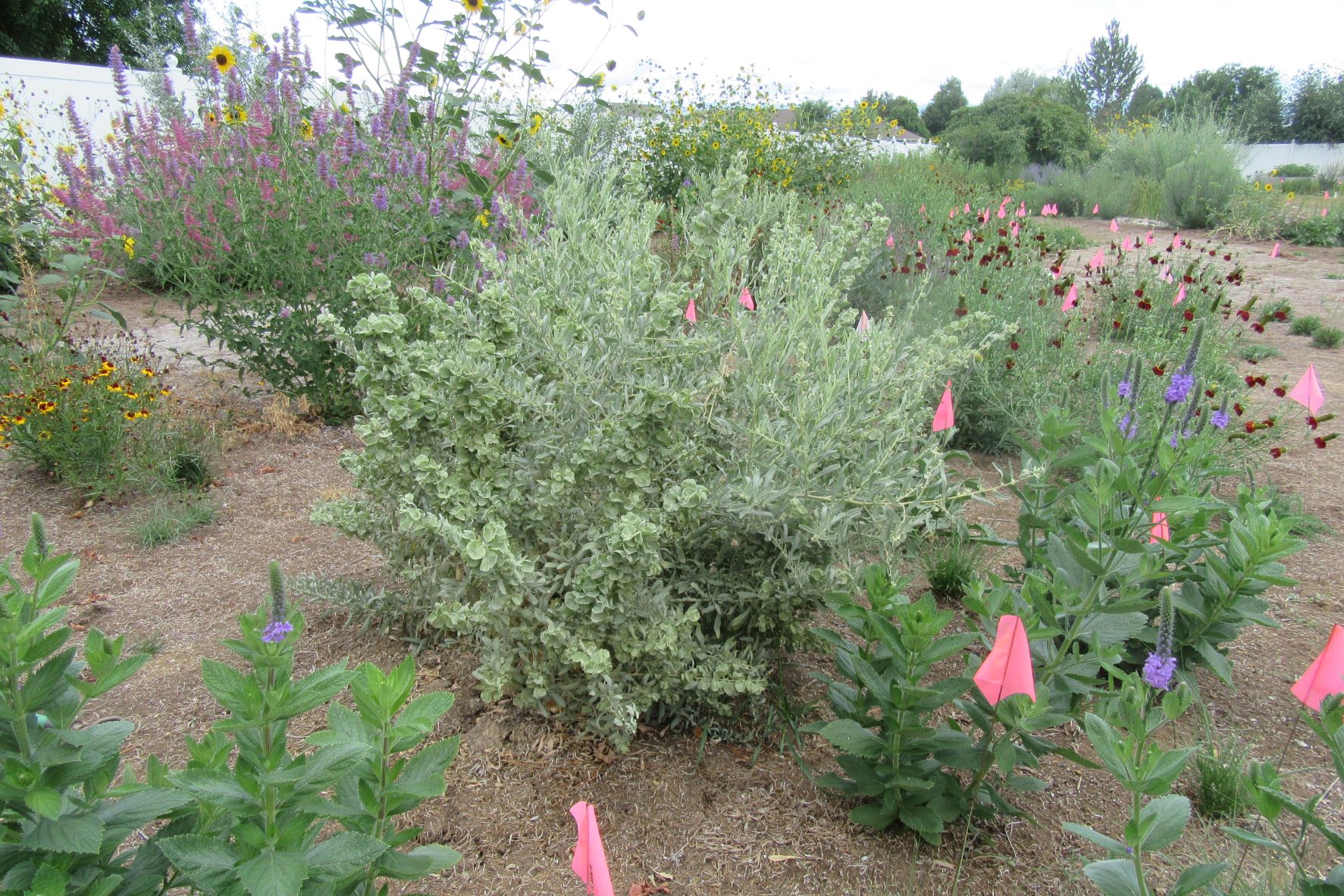 Mother Nature's Montrose Garden: Plant of the Month (August) : Fourwing ...