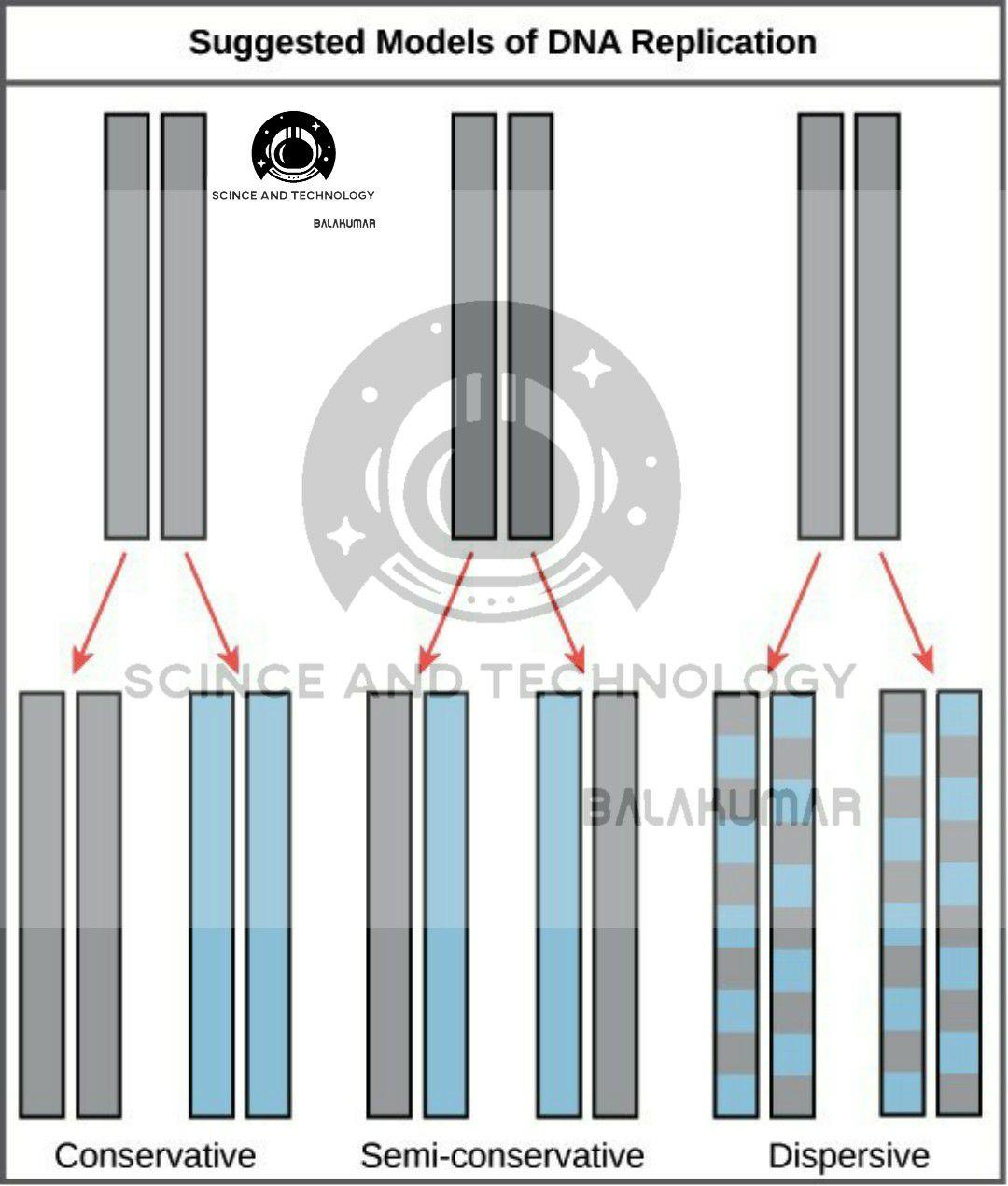 What is DNA replication?