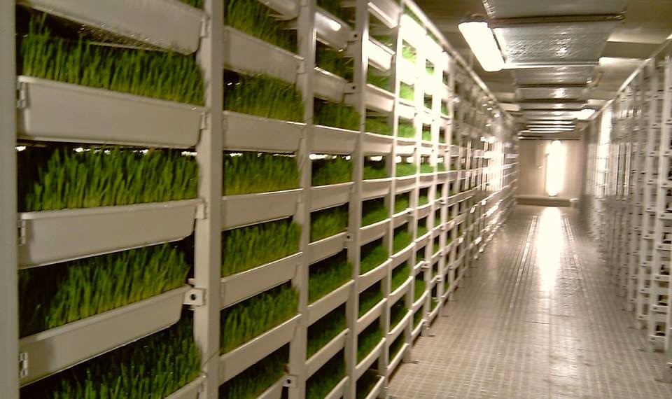 Formation en Fourrage vert Hydroponique Et conception des unites de ...