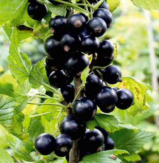 CIBUS: LIQUORE DI RIBES NERO (CASSIS)