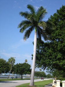 To enjoy the Florida Palm Trees, remember the Simpsons: Florida Palm Trees