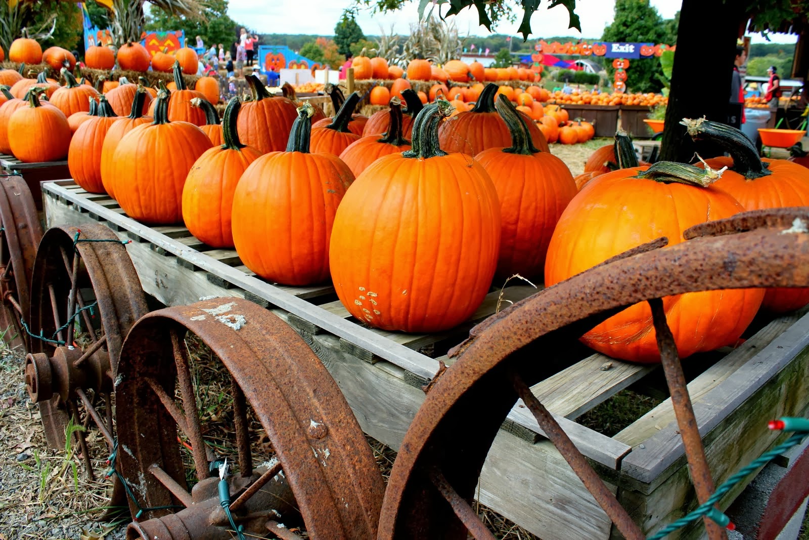 Here and There: Pumpkin Patches, Hay Rides and Apple Cider