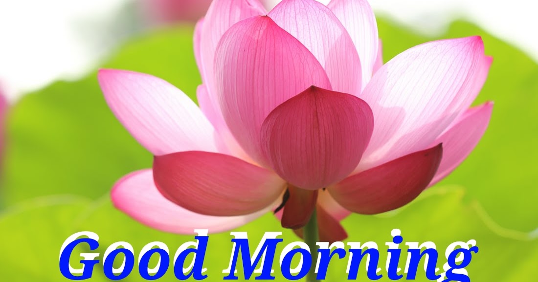 Top 10 Good Morning Images greeting Pictures,Photos for Whatsapp - Good ...