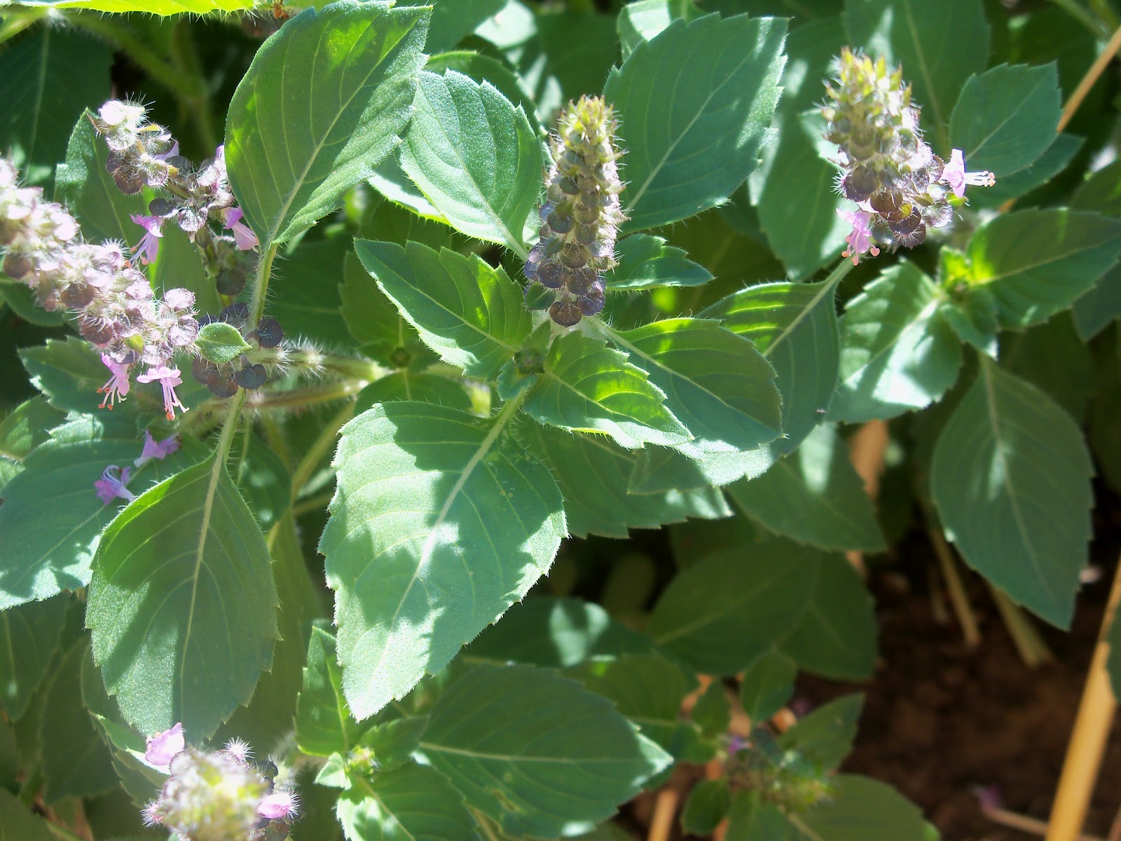 Plant Journeys: I love you so much.