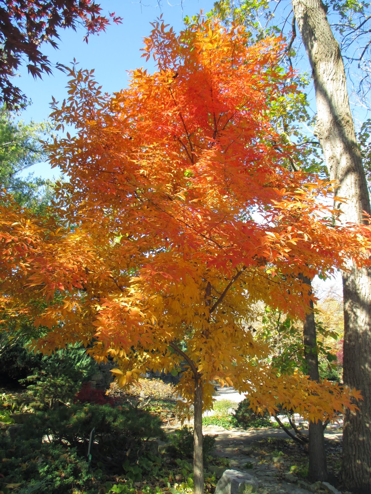 Three-Flower Maple (Acer triflorum) | Rotary Botanical Gardens