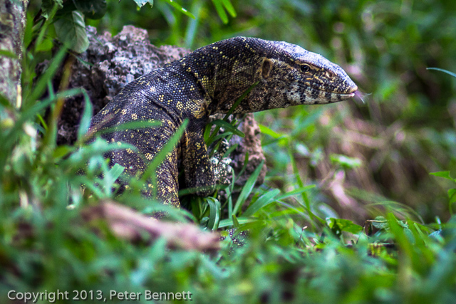 pwezapweza: Zala Park, Zanzibar