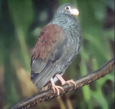 World of Pigeons and Doves: Tooth-billed Pigeon