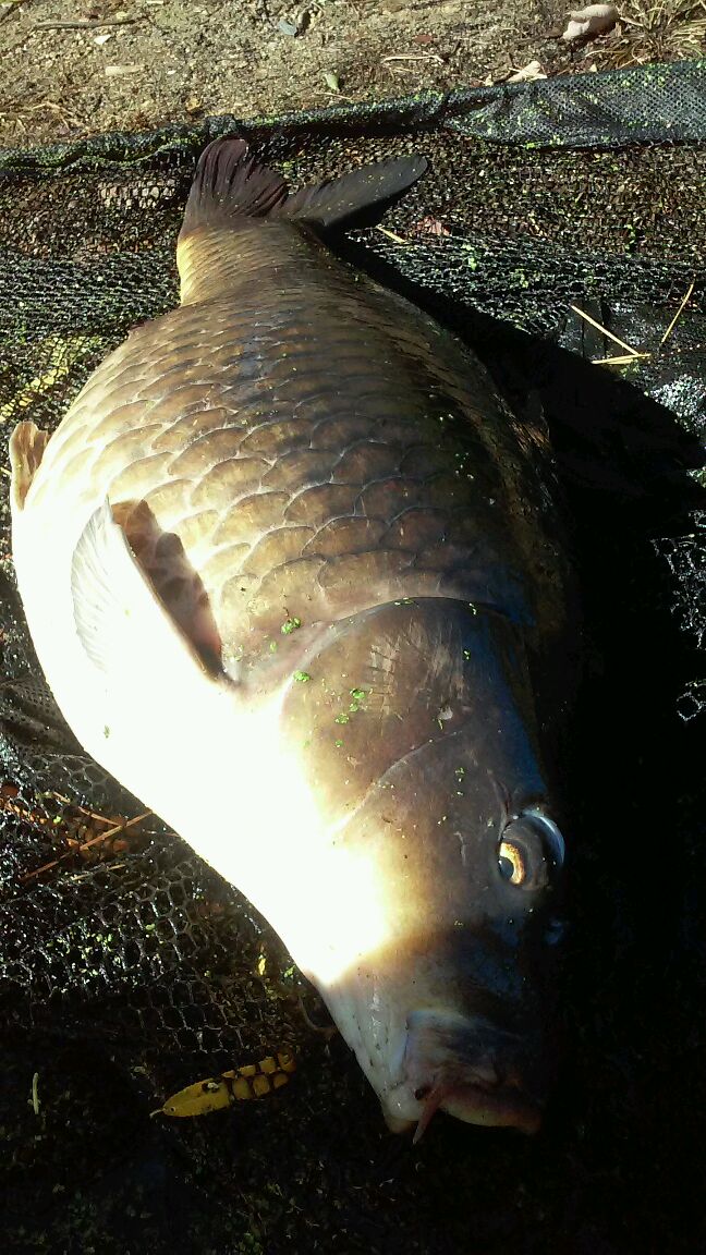 Rhode Island Carp Fishing: "Fat as Pigs"