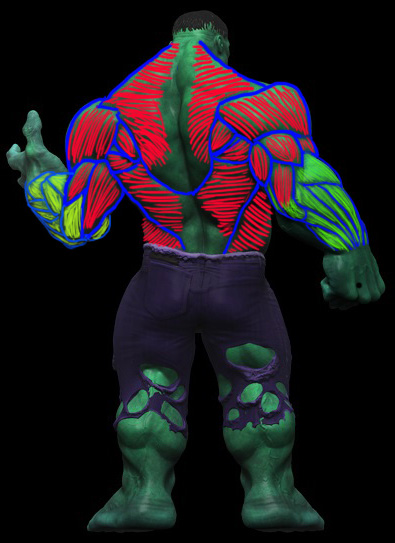 Alejandro Velazquez Delgado A.3D: Hulk Musculatura de Antebrazos.