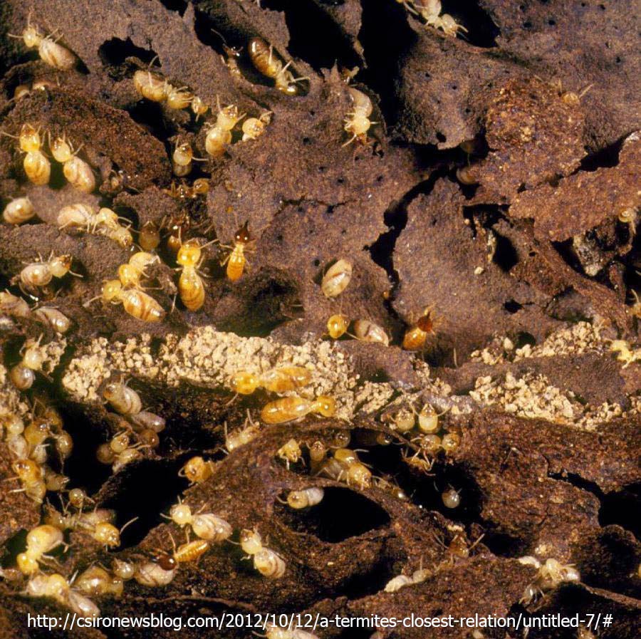 Bizarre Creature of the Day: Creature 49: Amitermes laurensis