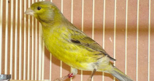 Kenari Spanish Timbrado