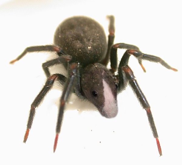 10 Bizarre Hybrid Animals you probably havent heard of