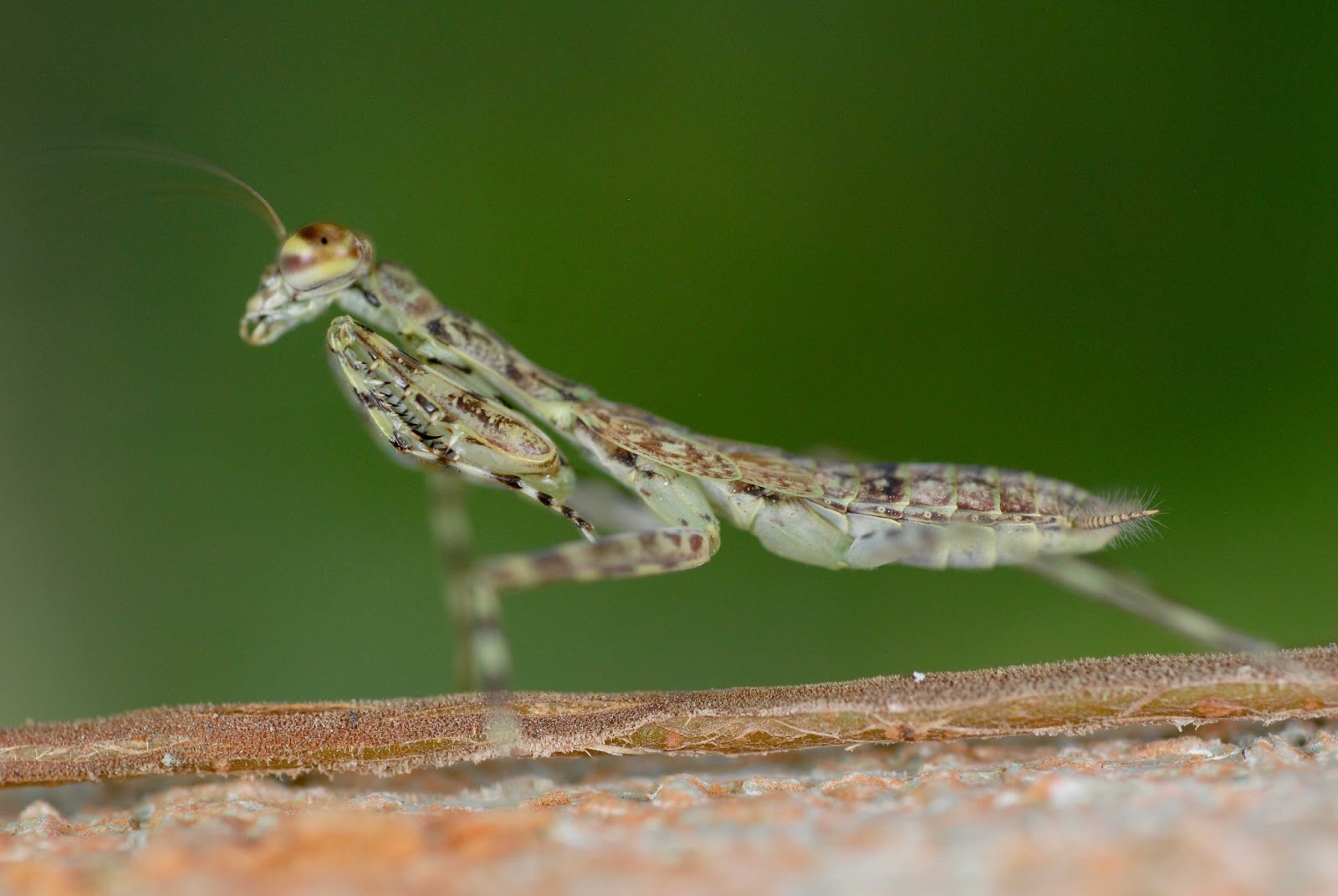 Eco-Evo Evo-Eco: Are eco-evolutionary dynamics stronger in the tropics?