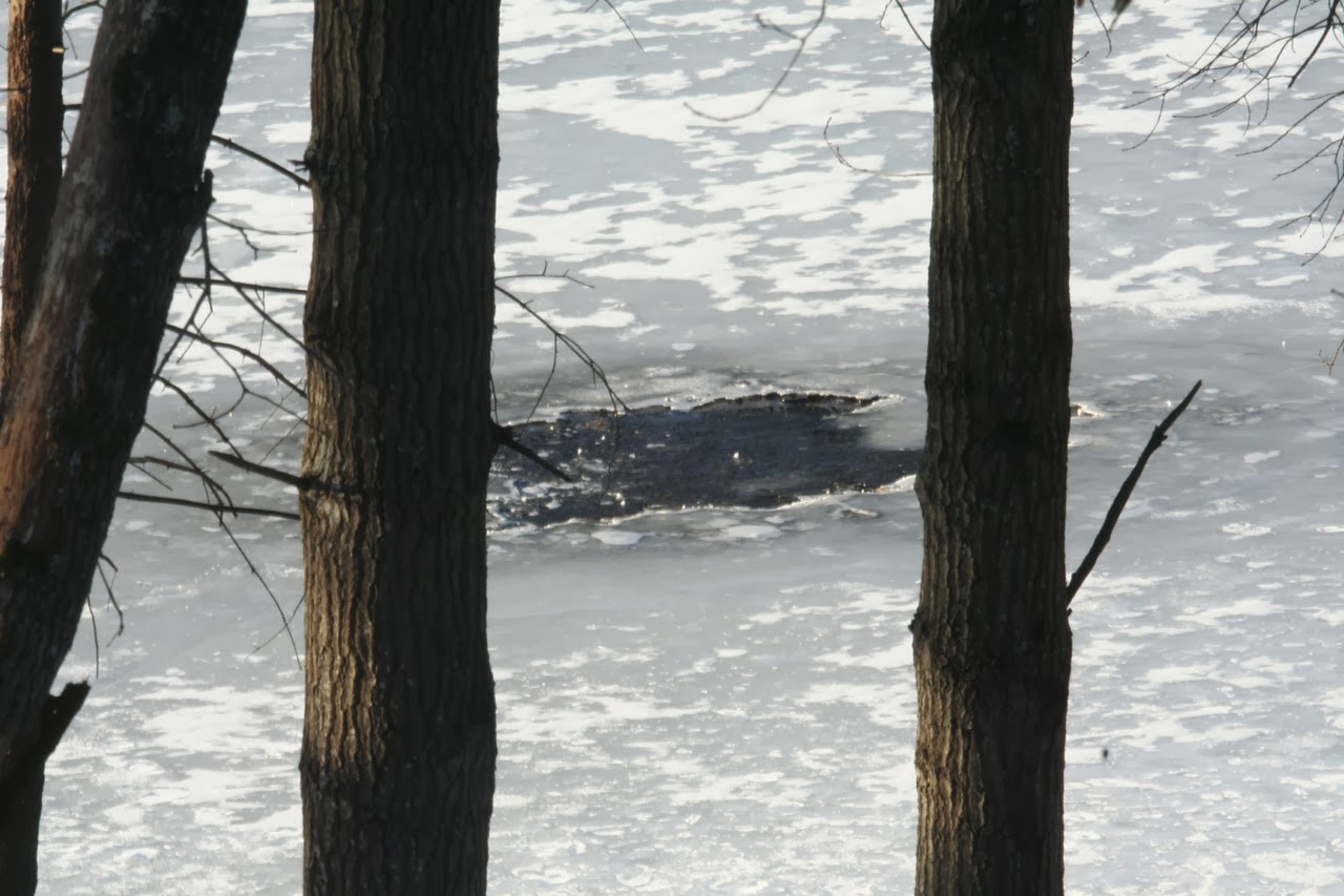 Stearns Mill Pond Sightings & Noticings: MUSKRAT HOLE IN THE ICE? DEER ...