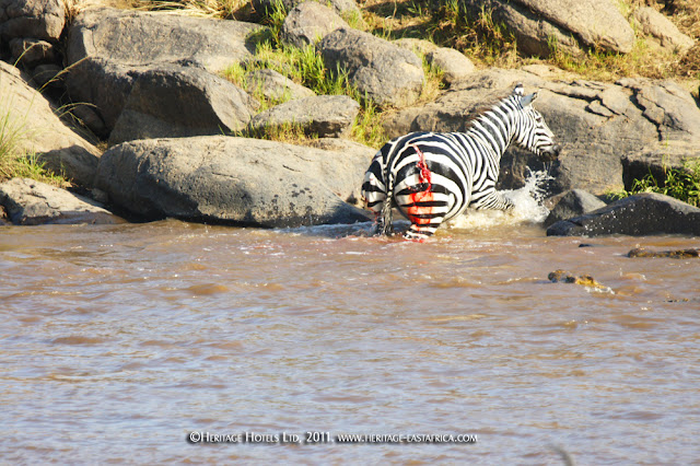 Lo'mon LeHeritage: Zebra Gets Briefs Torn By Crocs - The Migration is On!