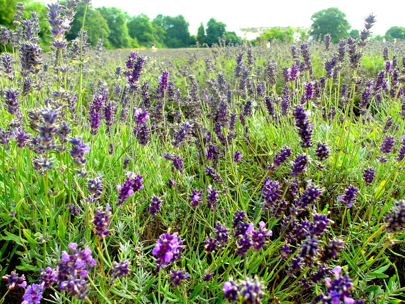 Mayfield Lavender Farm, Croydon | Lynette