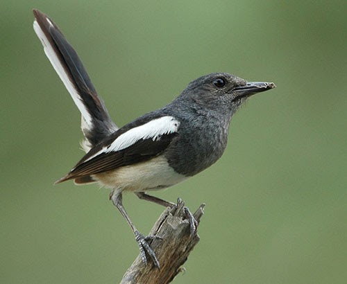 We love Our Bangladesh: Magpie Robin known as Doyel/Doel is the ...