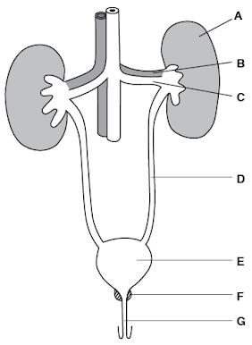 IGCSE Past Paper questions on Excretion