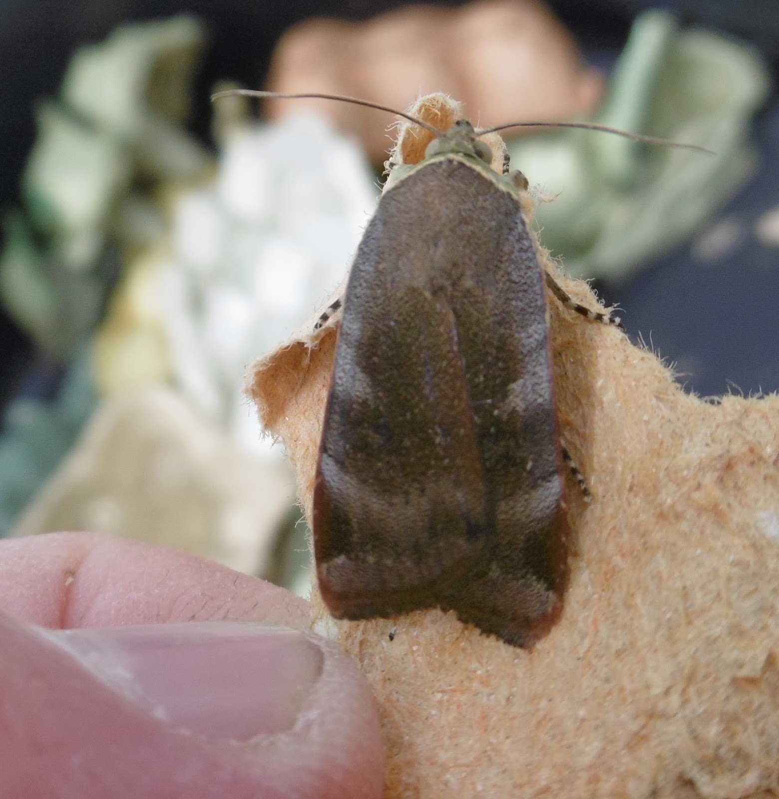 Martin's Moths: Chicken moth - and friends