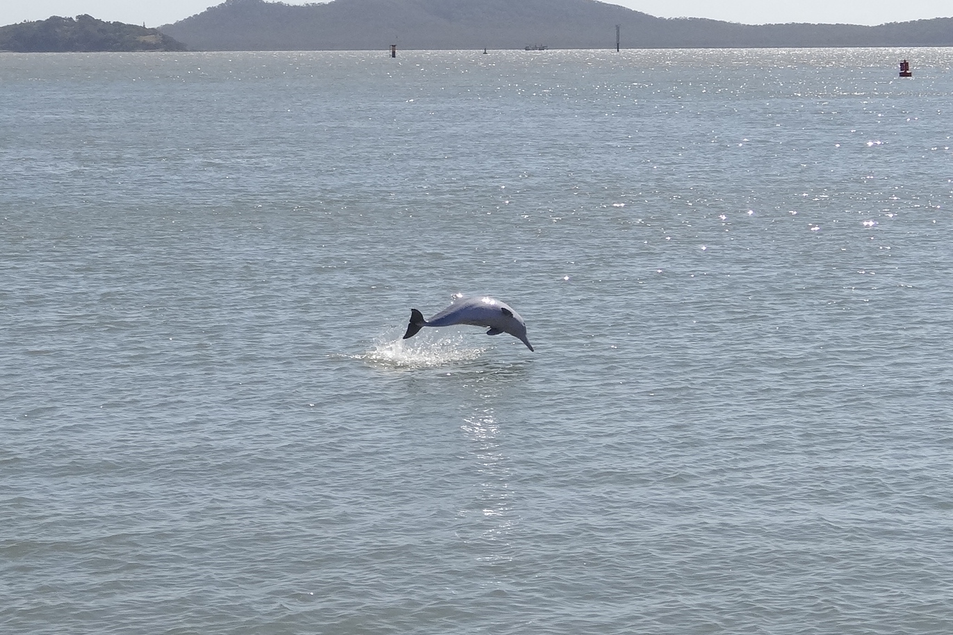 Alaska Moose Droppings: I got a dolphin!